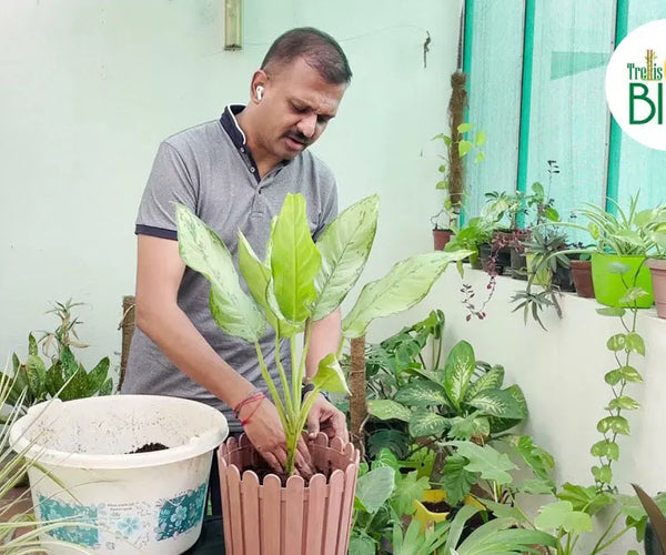 How to transplant plants bought from Nursery? – trellisblissindia